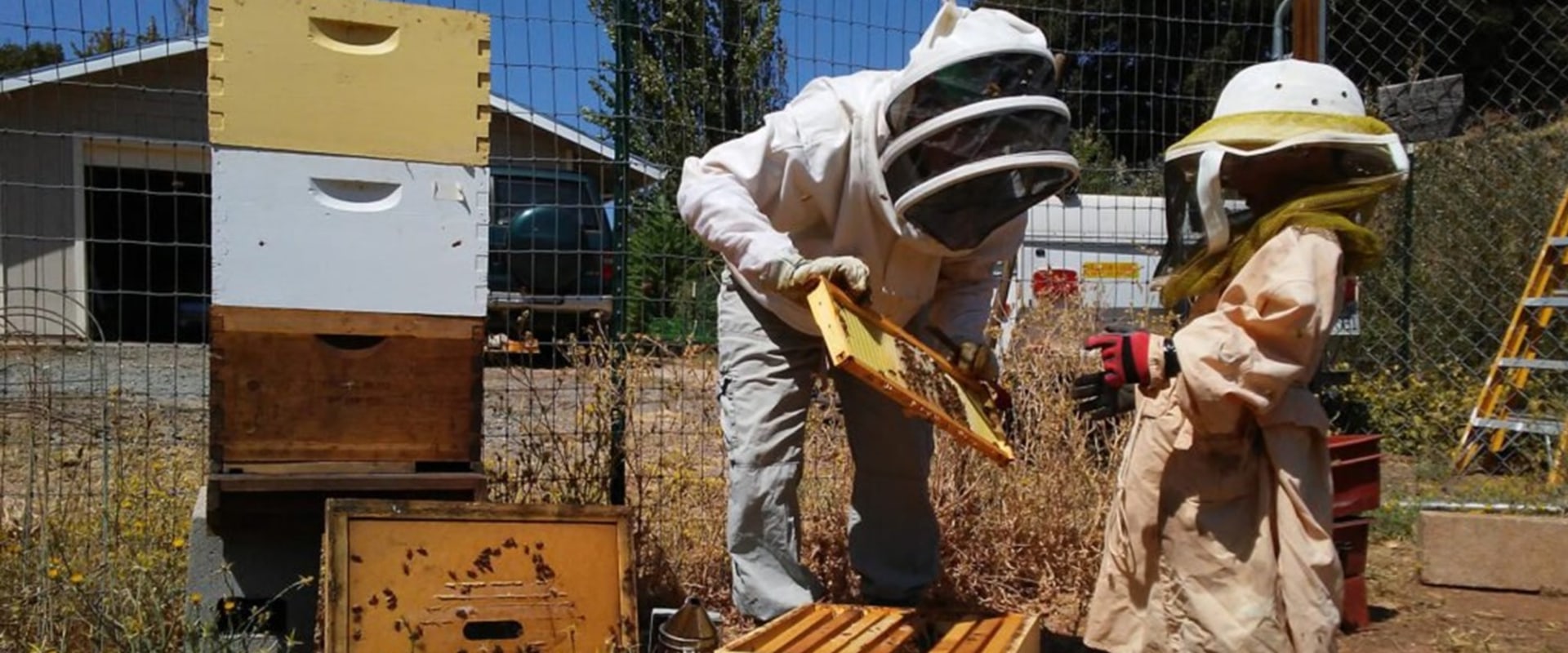 Sacramento Beekeepers: Local Apiaries Offering Pollination Services