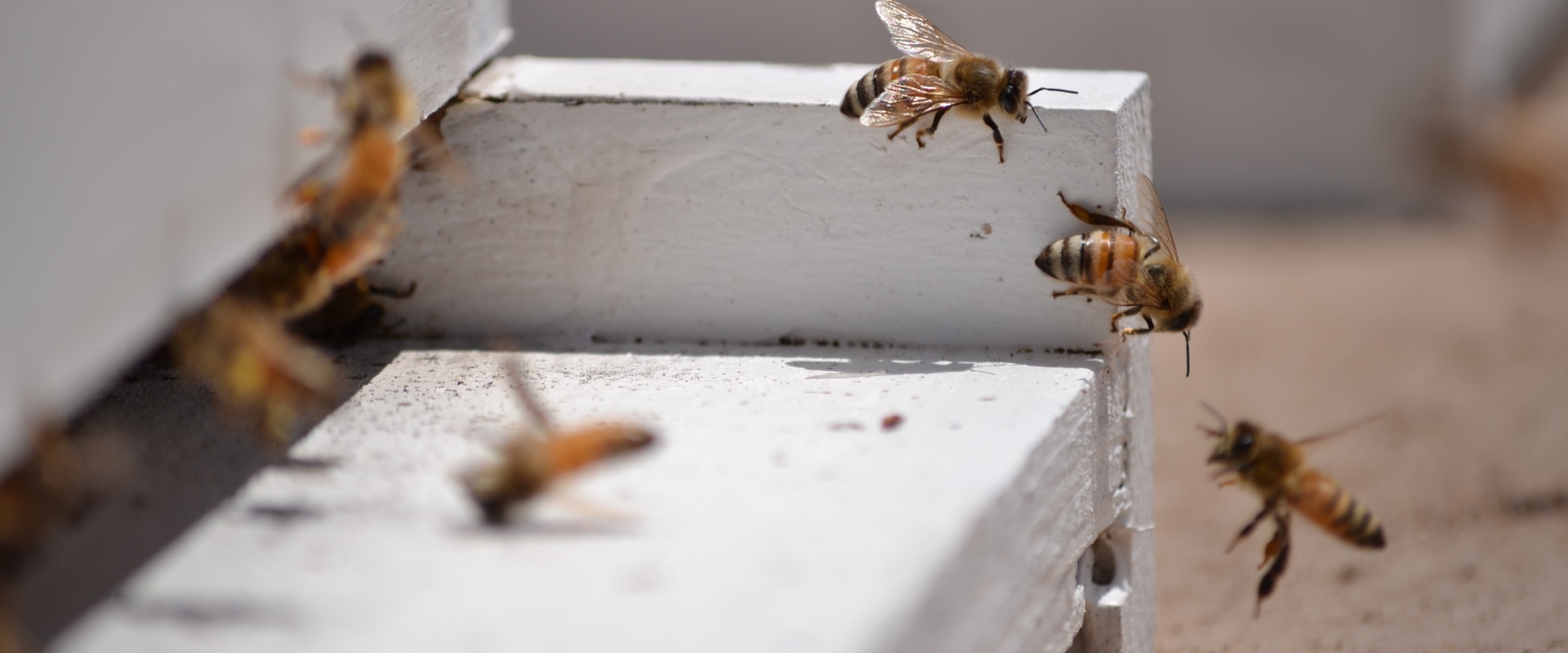 Beekeeping in Sacramento: What Type of Bees are Best Suited for the Region?